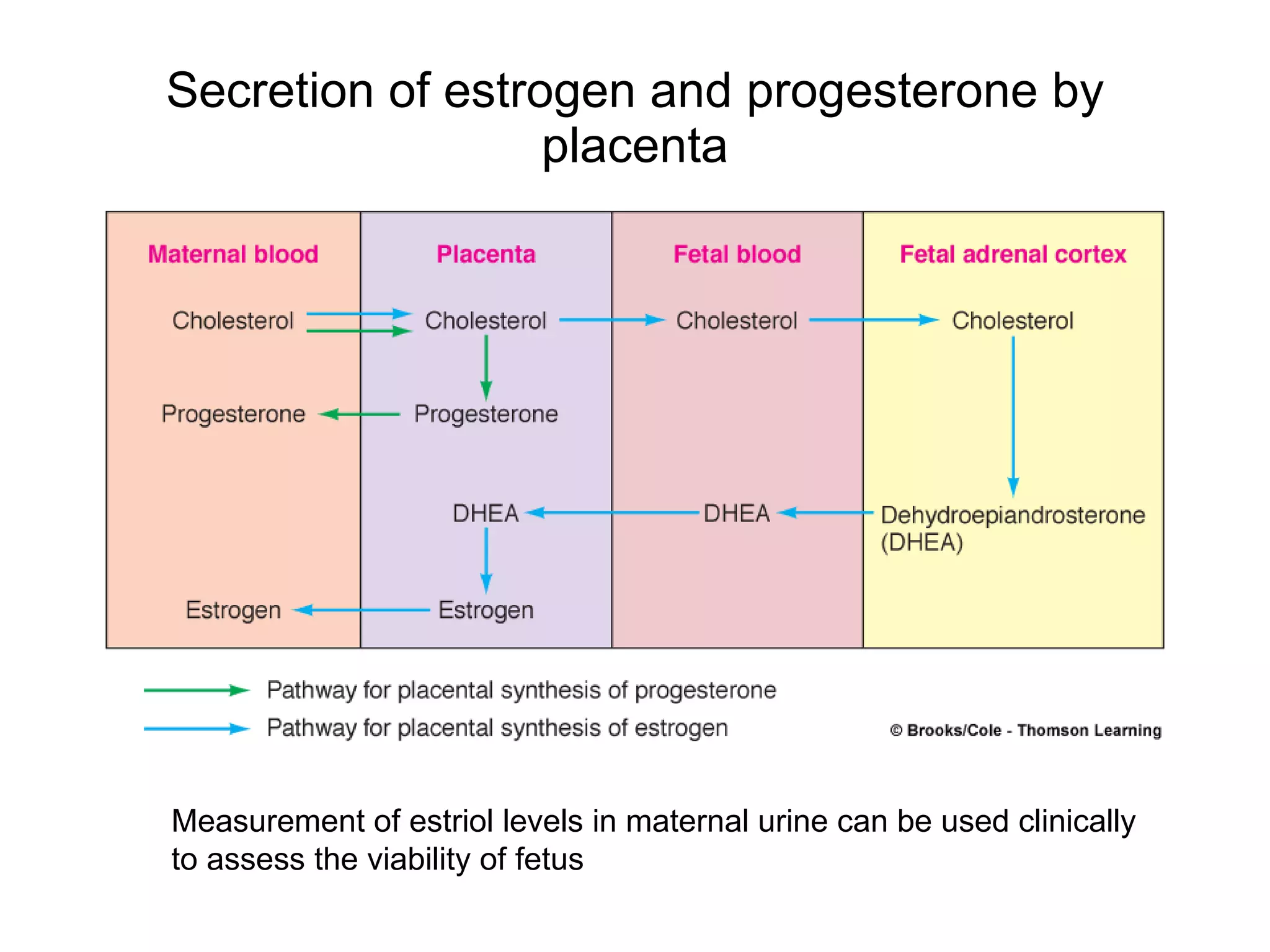 Placenta as an endocrine organ | PPT