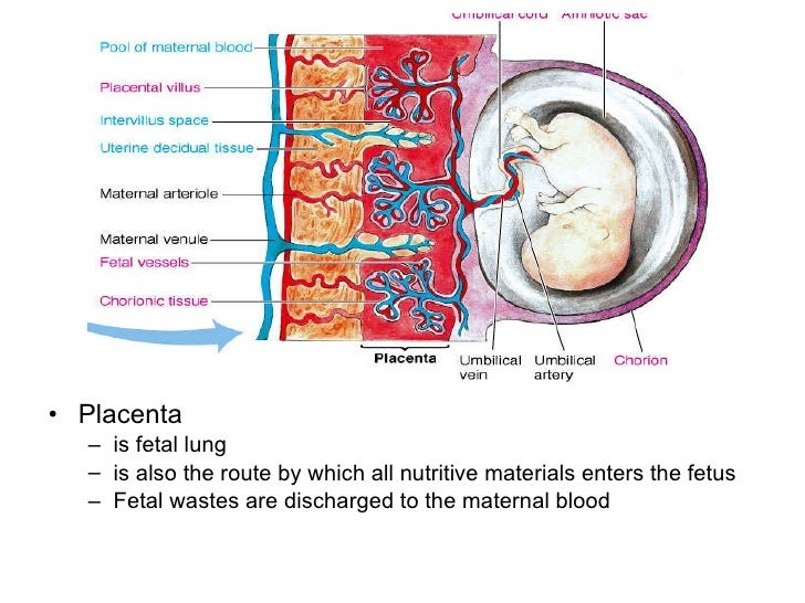Placenta as an endocrine organ
