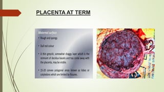 PLACENTA AT TERM PPT for third year GNM student | PPTX