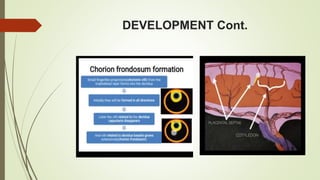 PLACENTA AT TERM PPT for third year GNM student | PPTX