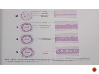 PLACENTA and it's anatomical aspect with its modern correlation | PPTX