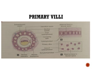 PLACENTA and it's anatomical aspect with its modern correlation | PPTX