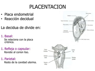 placentación | PPTX