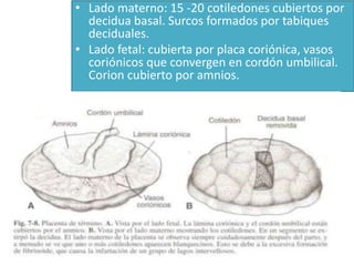 placentación | PPTX
