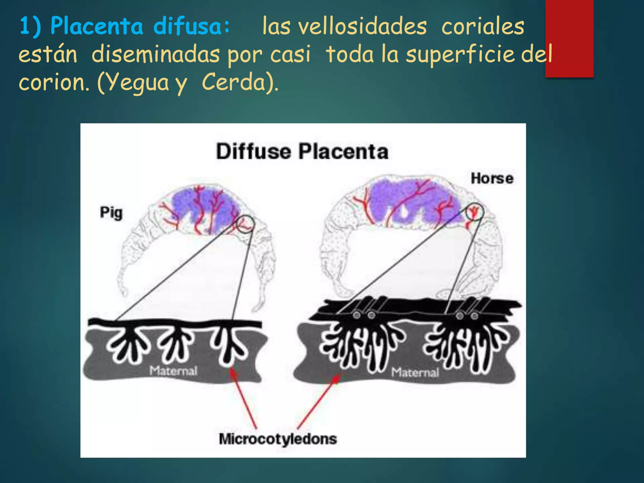 Placentacion animal y organos anexos | PPTX