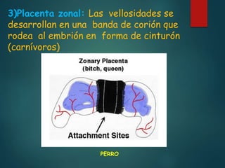 Placentacion animal y organos anexos | PPTX