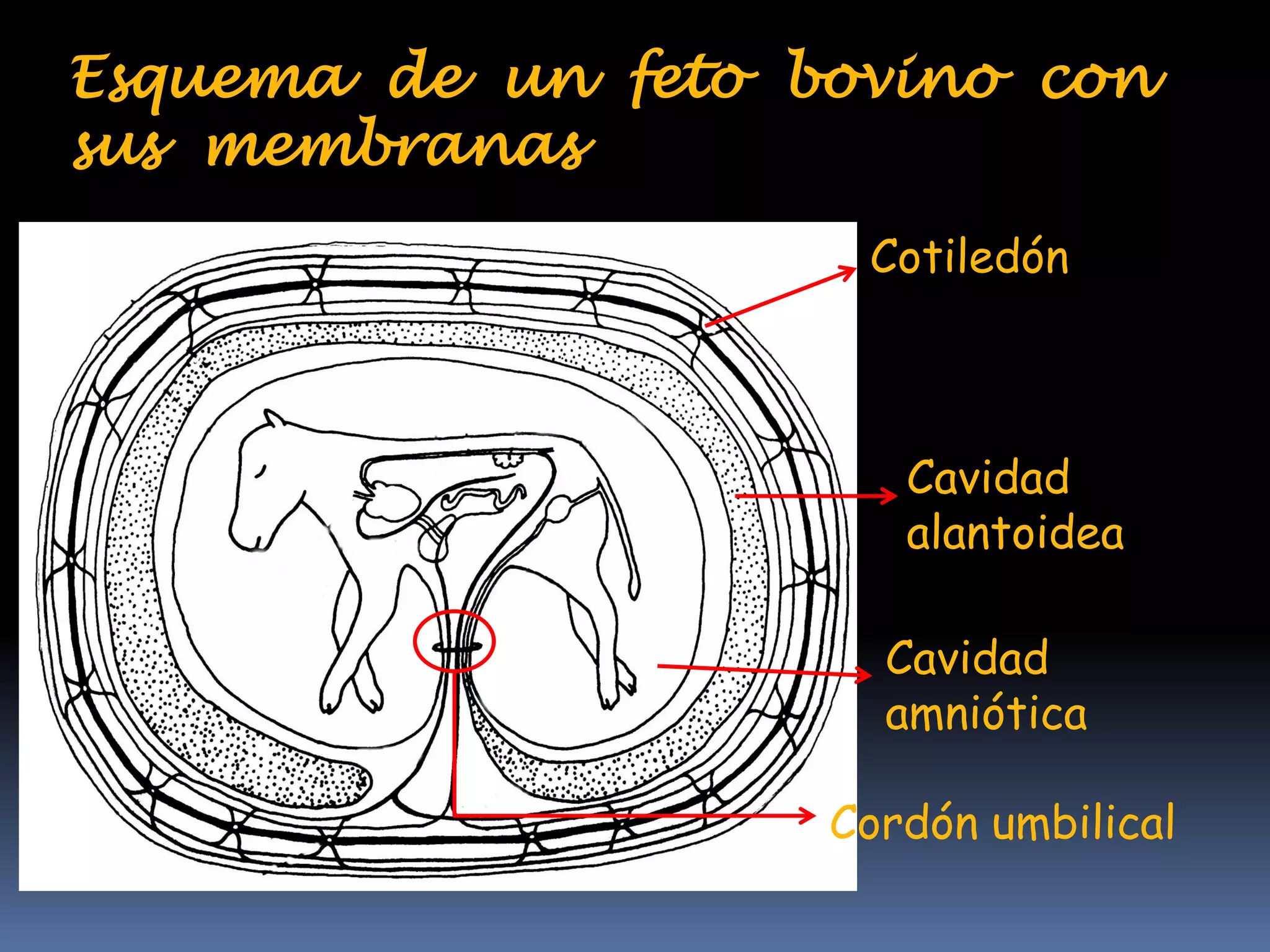 Placentacion en animales de domesticos | PDF