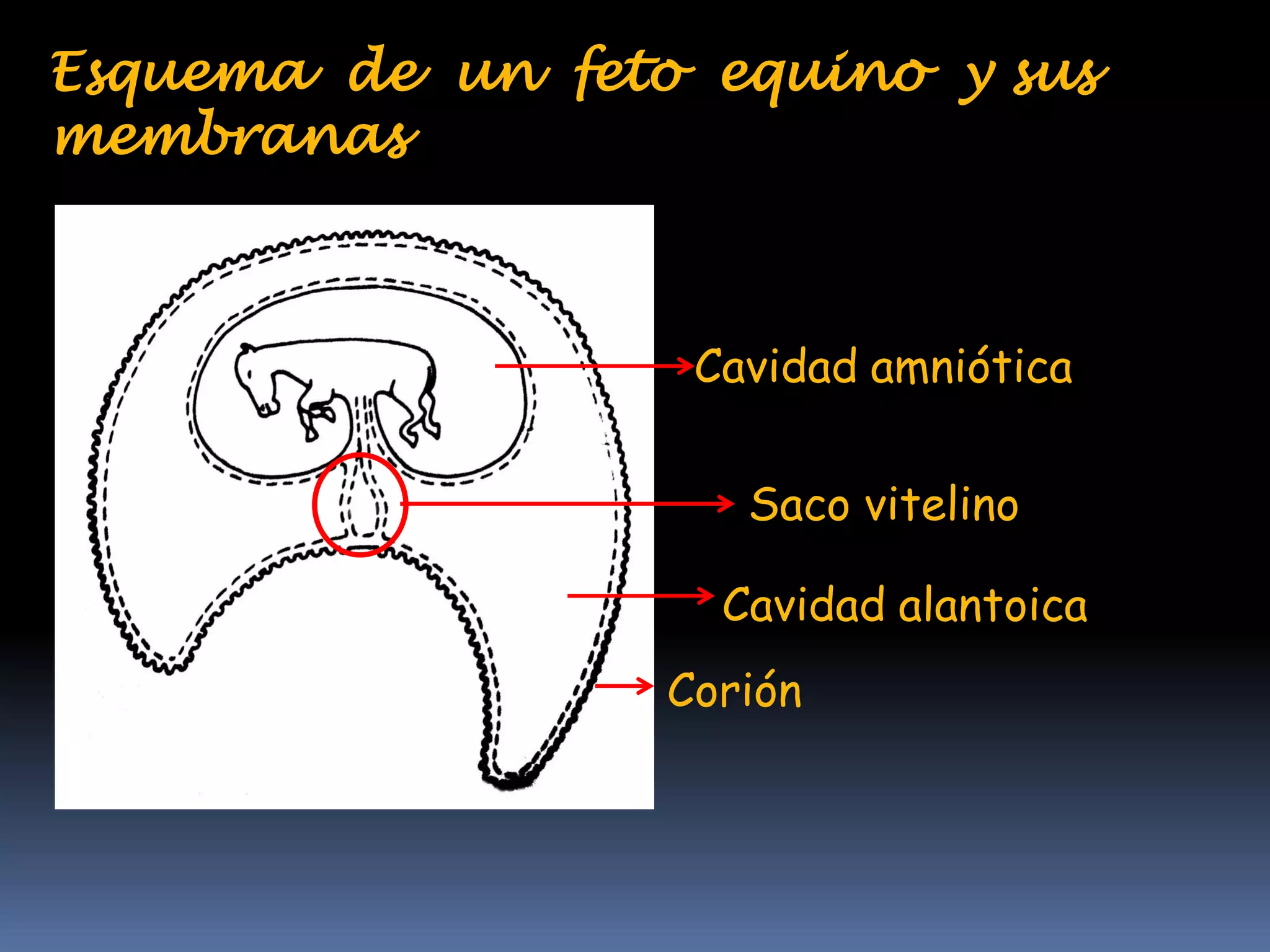 Placentacion en animales de domesticos | PDF