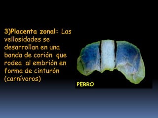 Placentacion en animales de domesticos | PDF