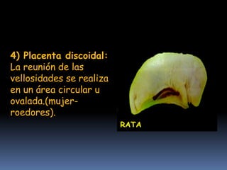 Placentacion en animales de domesticos | PDF