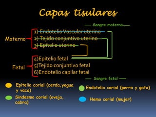 Placentacion en animales de domesticos | PDF