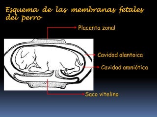 Placentacion en animales de domesticos | PDF