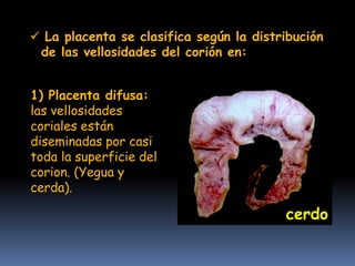 Placentacion en animales de domesticos | PDF