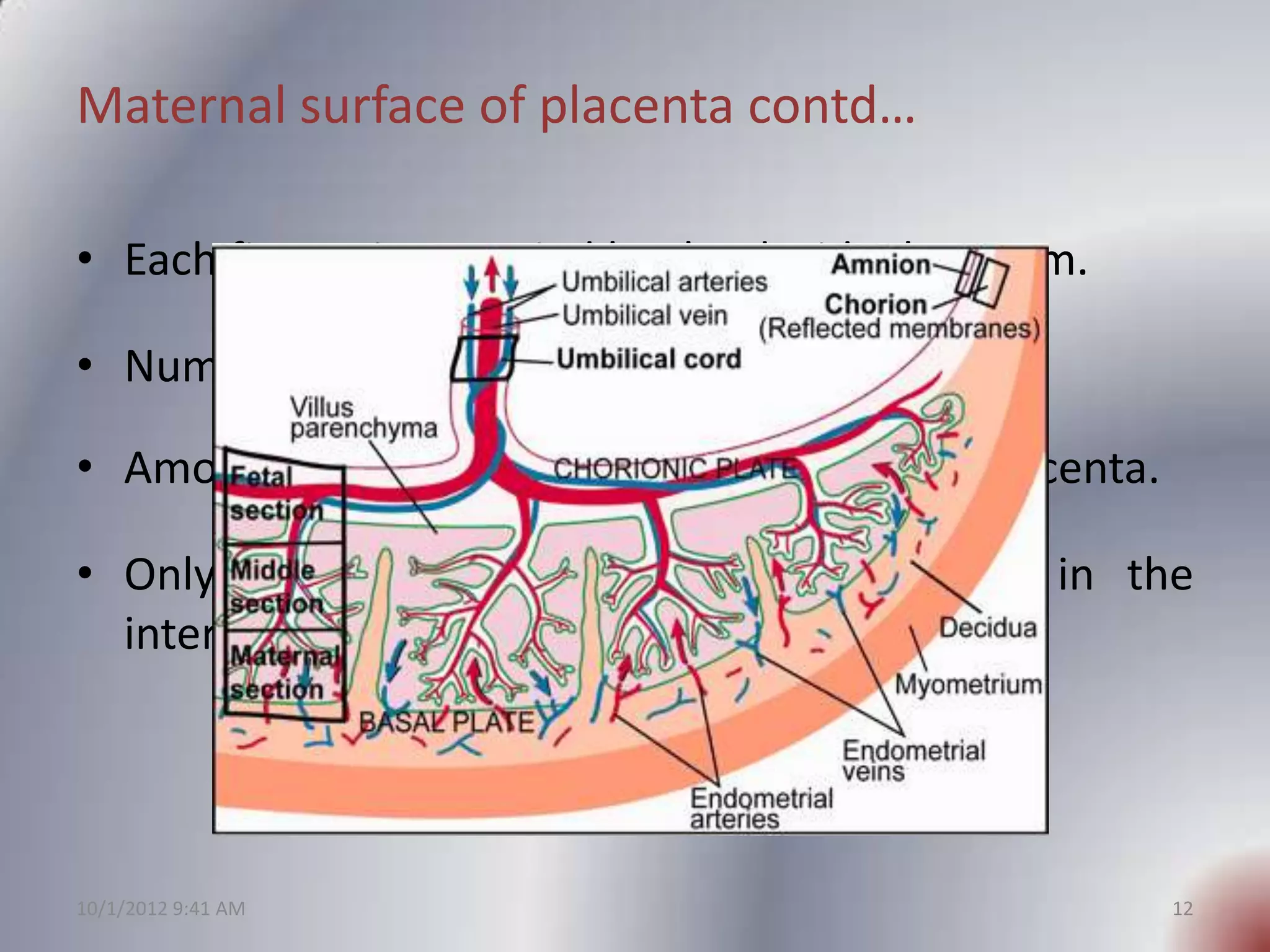 Placenta development | PPTX