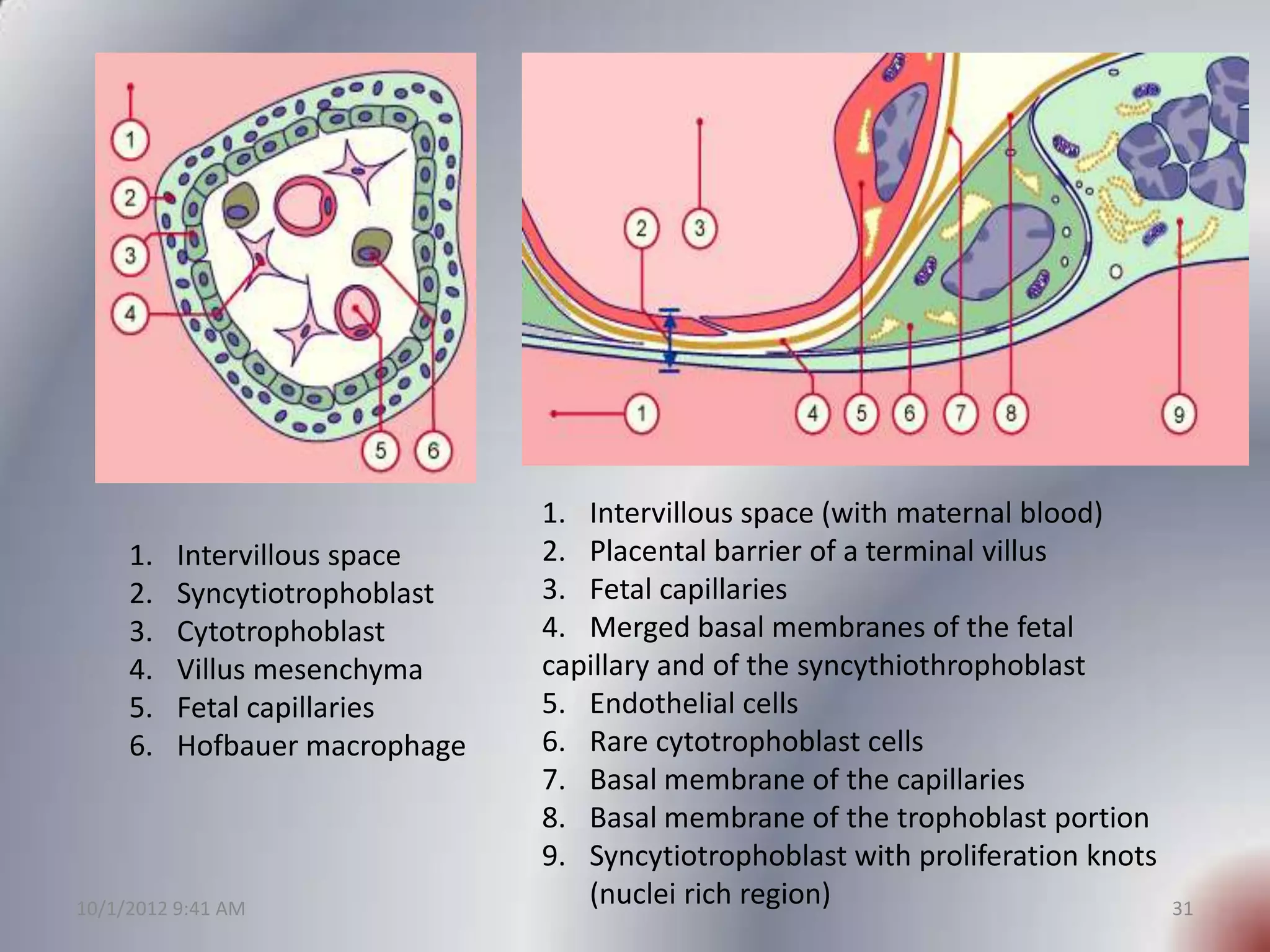 Placenta development | PPTX