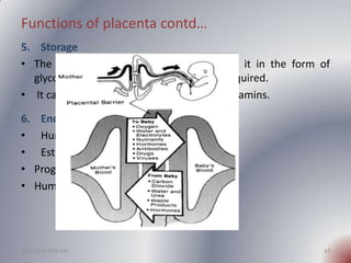Placenta development | PPT