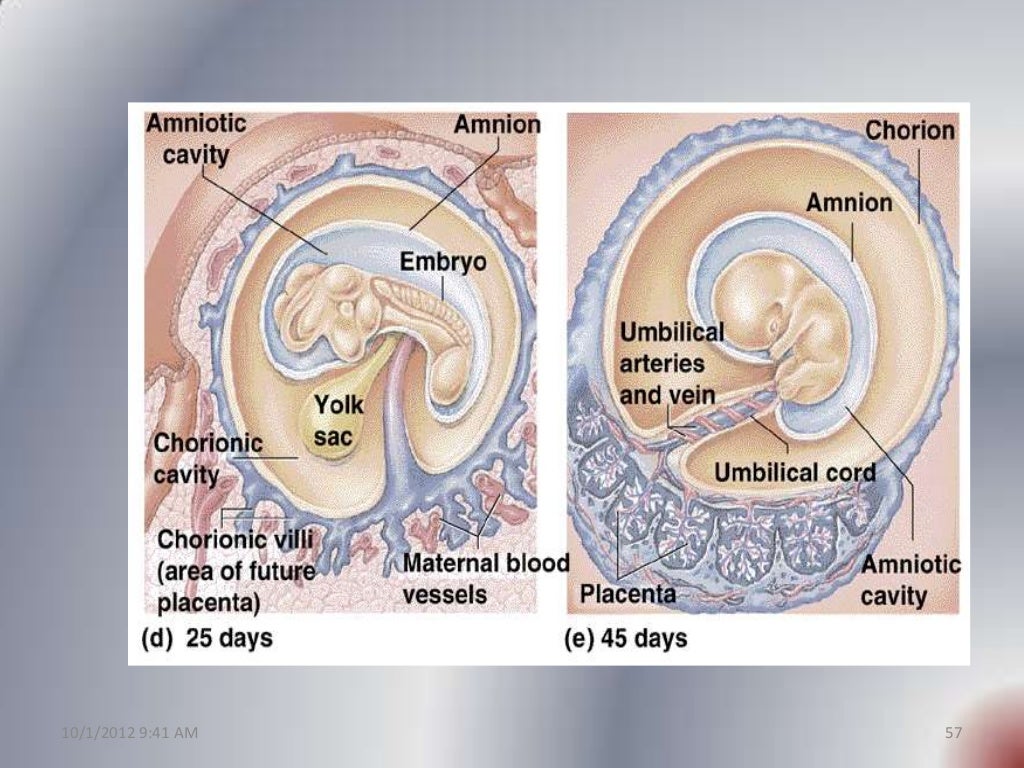 Placenta development