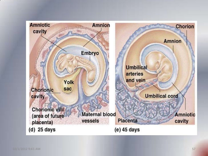 Development Of Placenta During Pregnancy