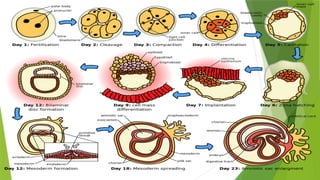 placenta development ( placenta development ) | PPTX
