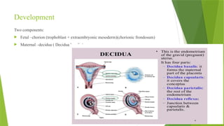 placenta development ( placenta development ) | PPTX