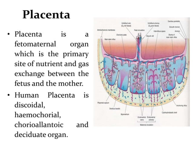 Placenta Development ppt By Zeki PH 2016.pptx