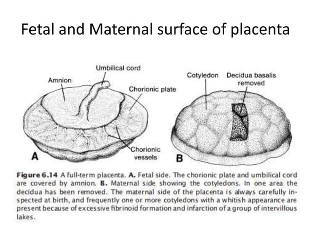 Placenta Development ppt By Zeki PH 2016.pptx