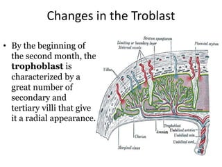 Placenta Development ppt By Zeki PH 2016.pptx