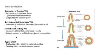Comprehensive Overview of Placenta: Development, Function, and ...