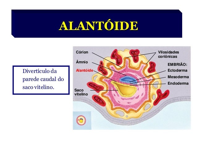 Placenta e membranas cap08