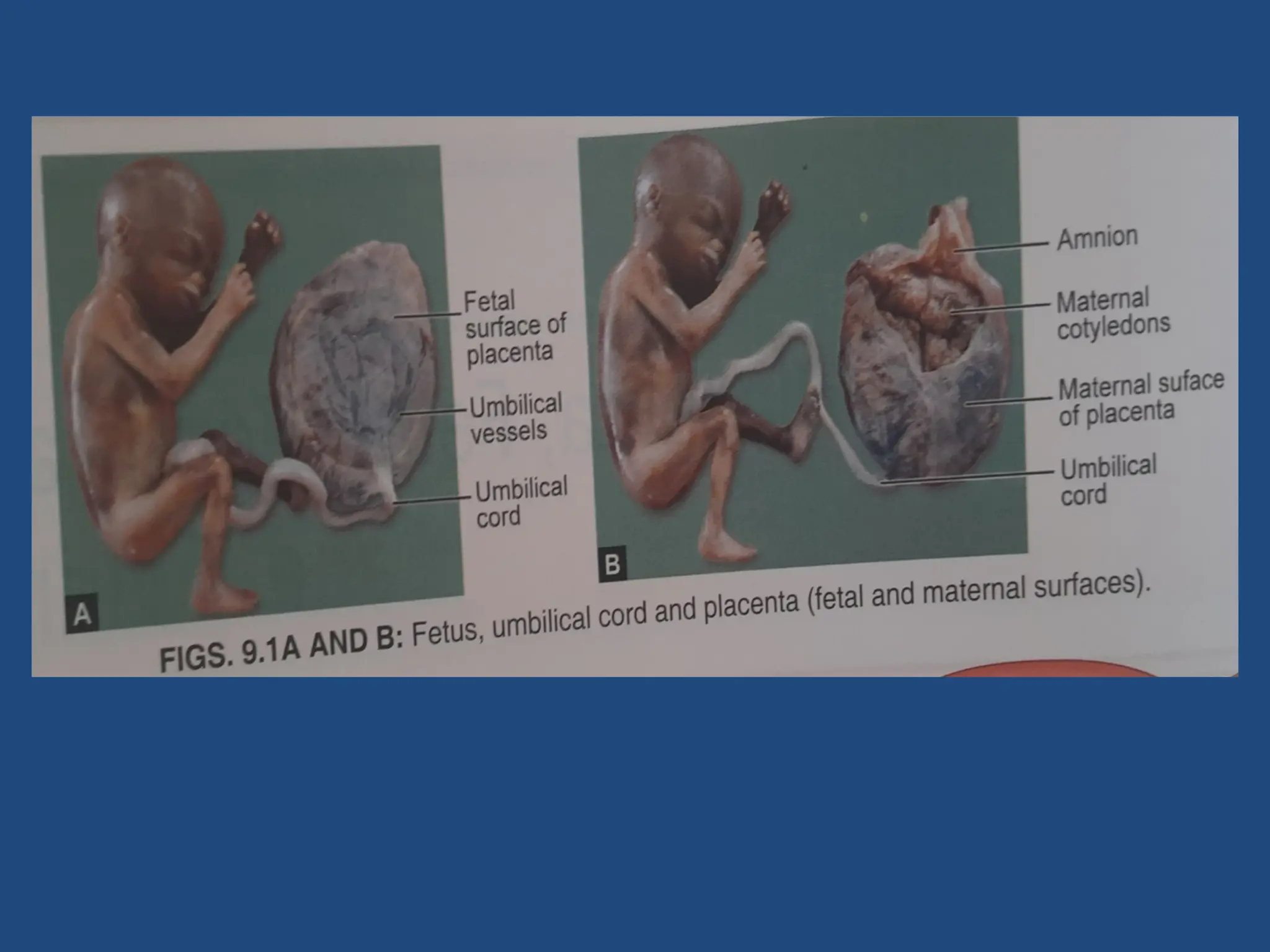 Formation and role of placenta in foetal development | PPT