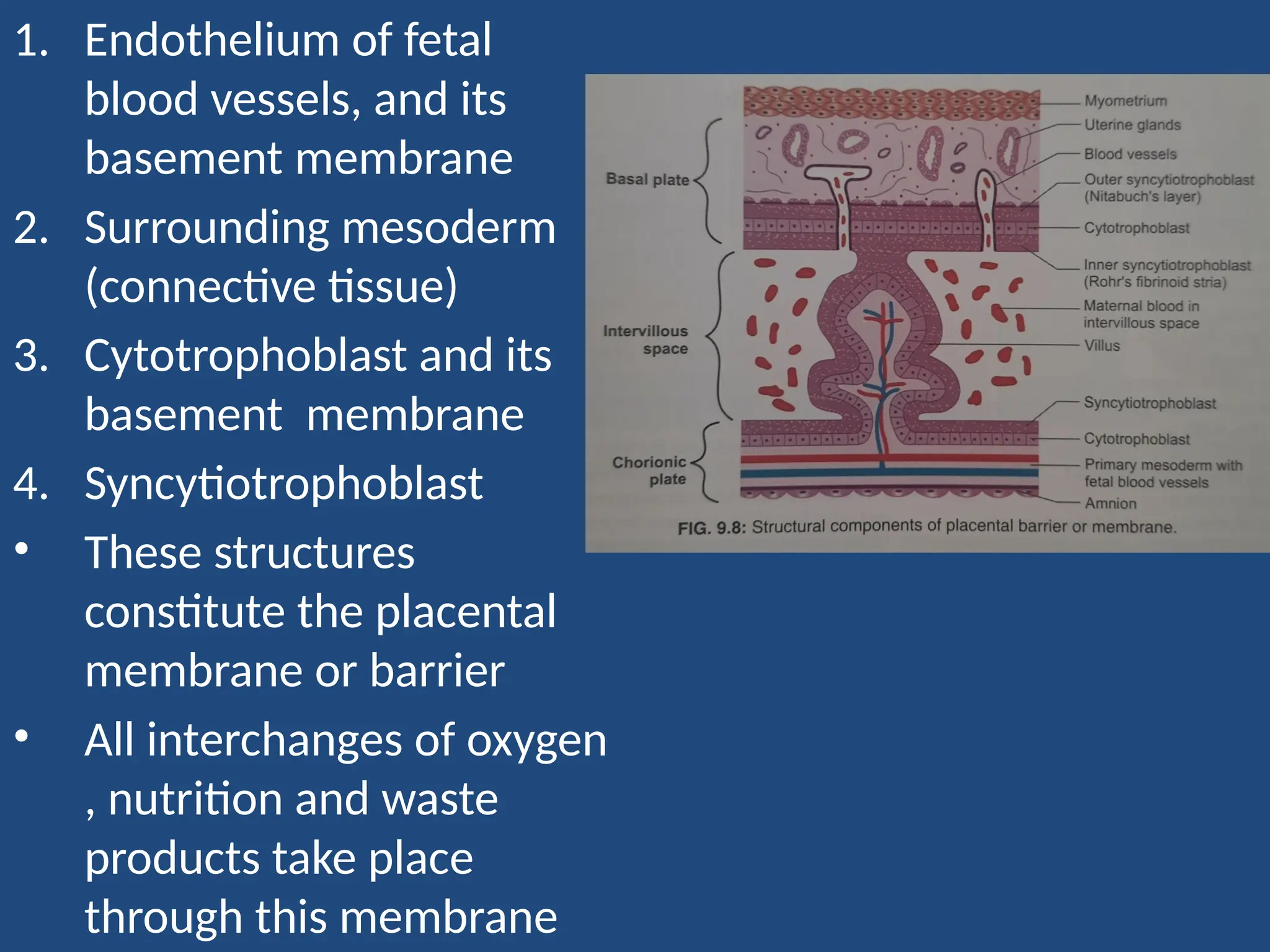 Formation and role of placenta in foetal development | PPT