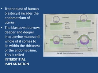 Formation and role of placenta in foetal development | PPT
