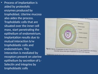 Formation and role of placenta in foetal development | PPTX