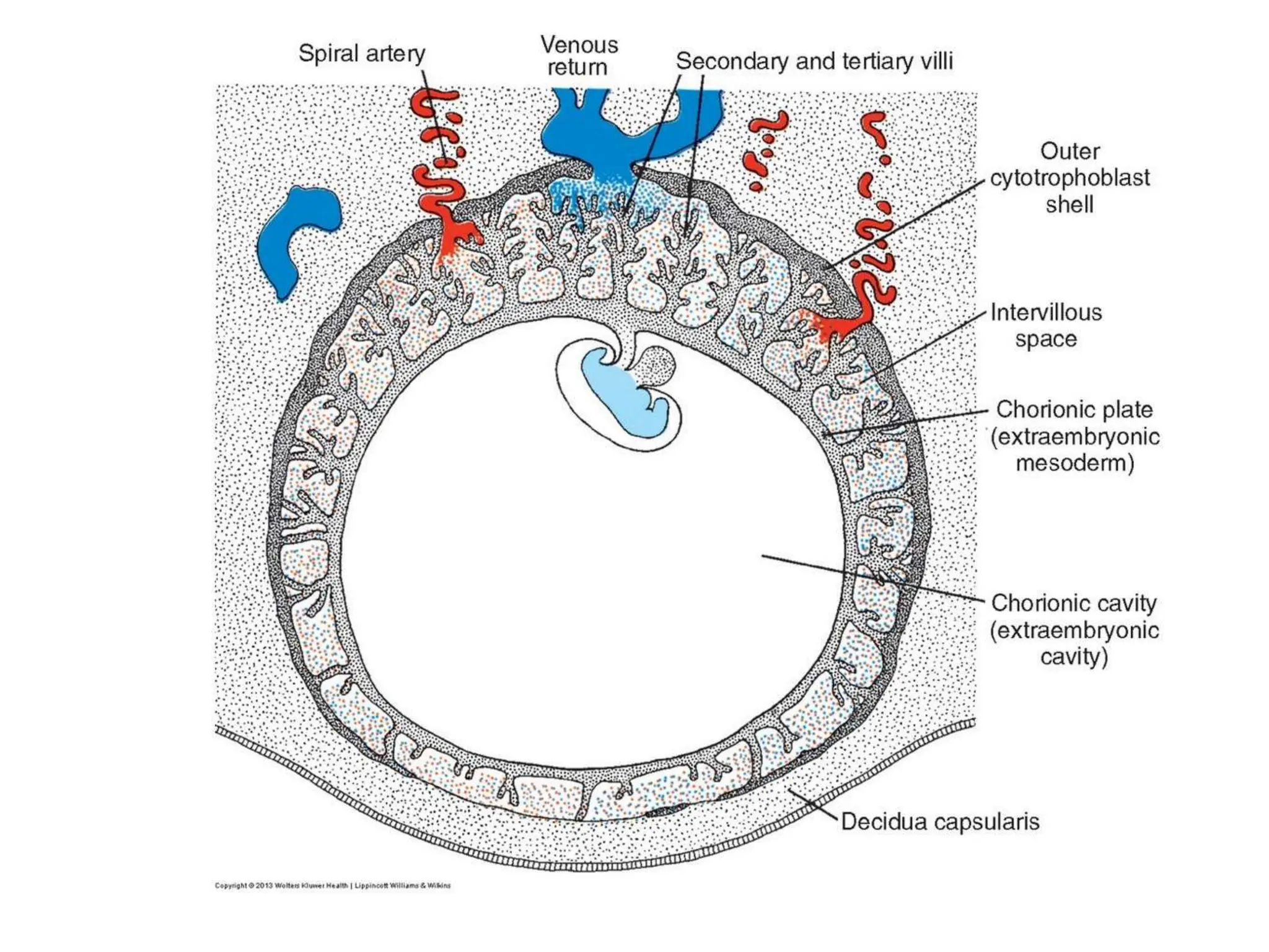 PLACENTA FORMATION,STRUCTURE, APPLIED IMPORTANCE.ppt