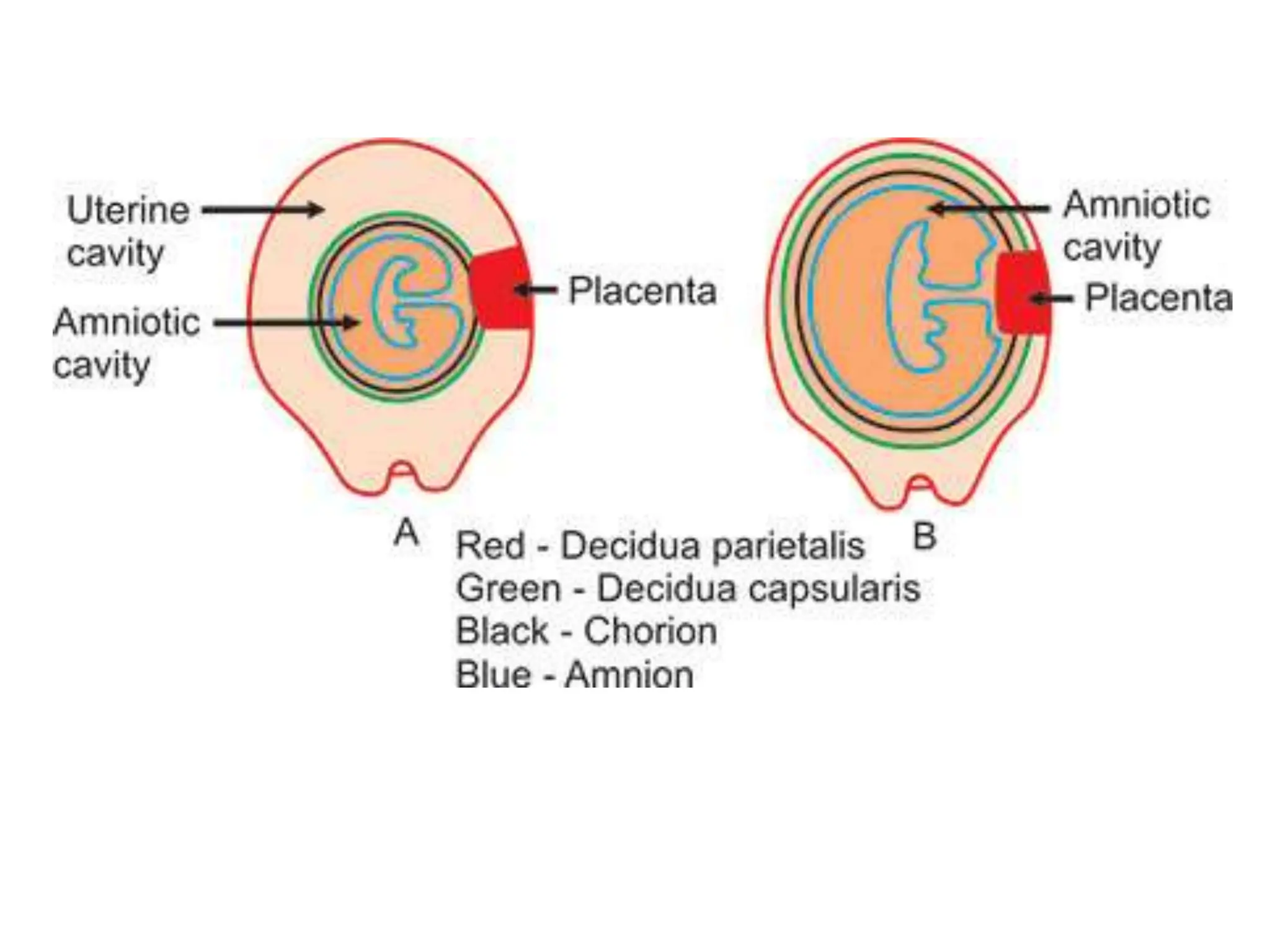 PLACENTA FORMATION,STRUCTURE, APPLIED IMPORTANCE.ppt