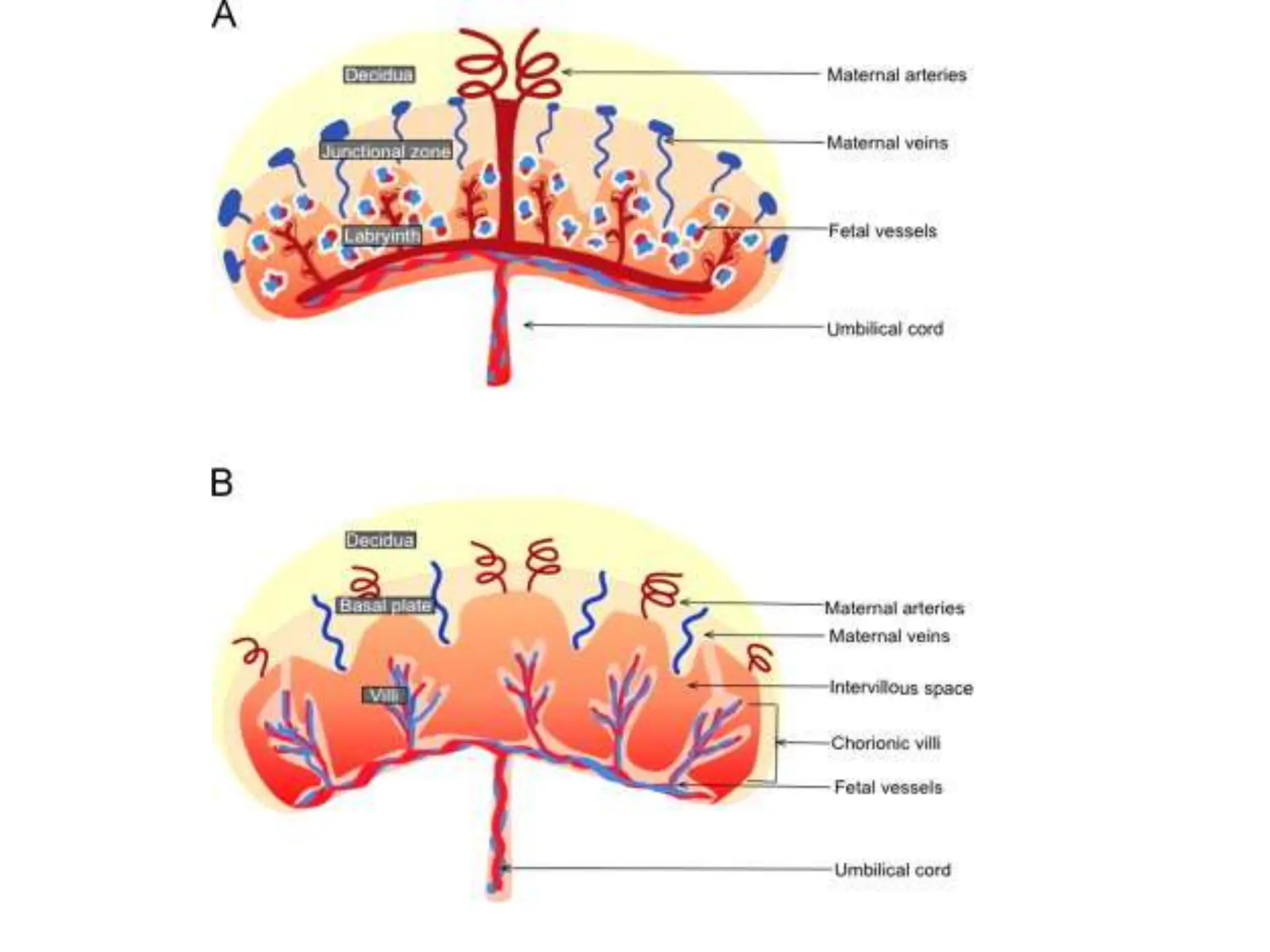 PLACENTA FORMATION,STRUCTURE, APPLIED IMPORTANCE.ppt