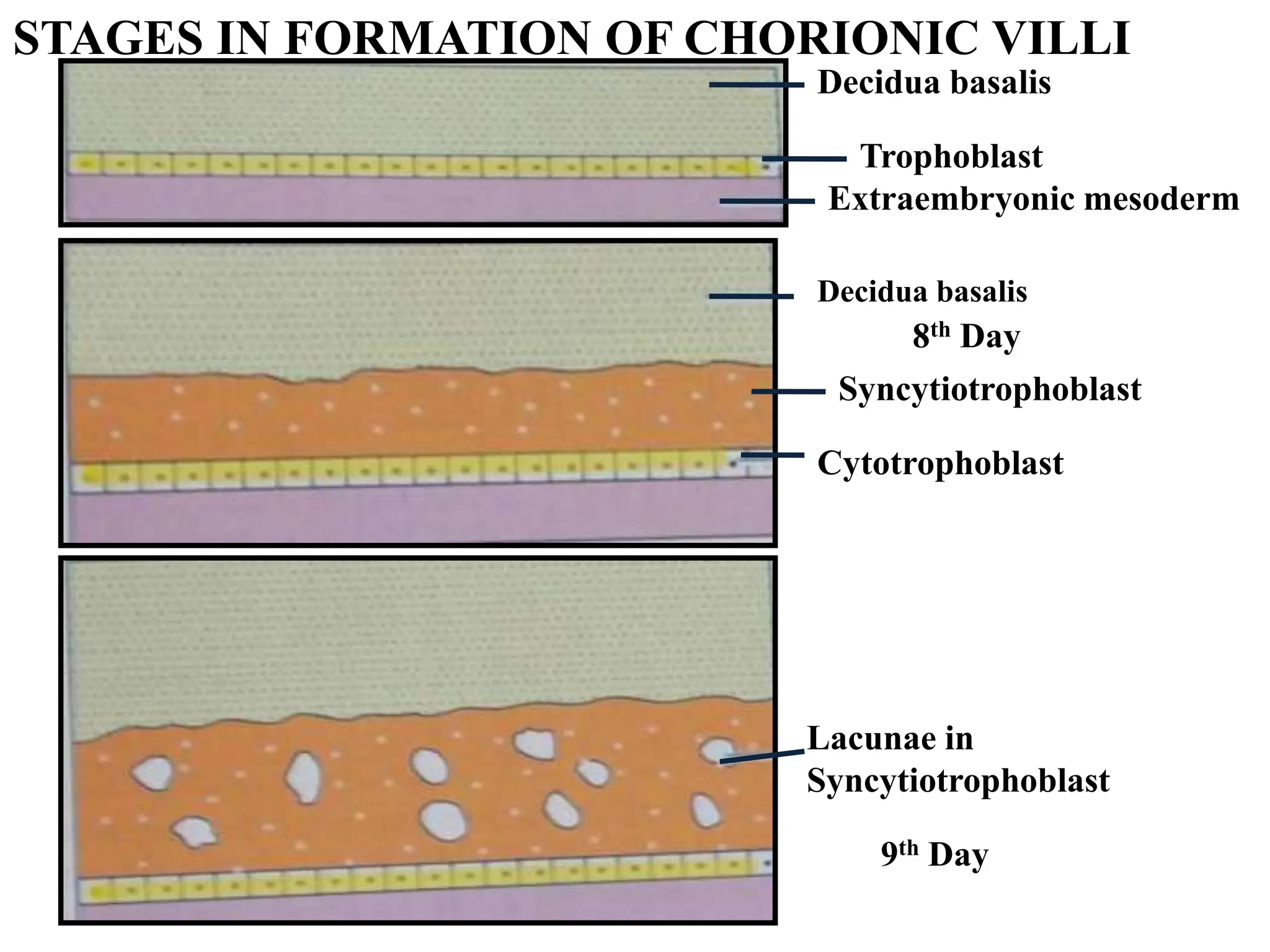 PLACENTA FORMATION,STRUCTURE, APPLIED IMPORTANCE.ppt