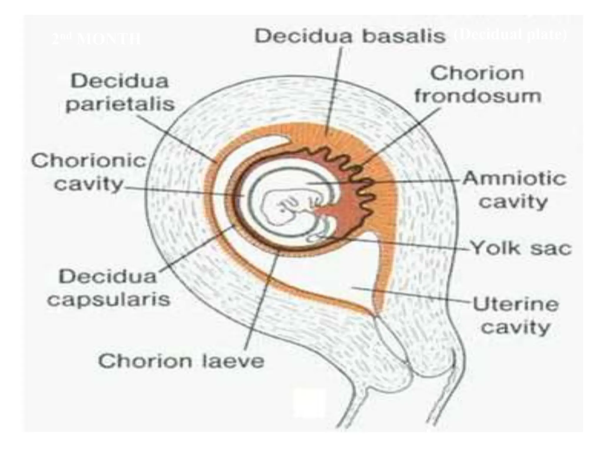 PLACENTA FORMATION,STRUCTURE, APPLIED IMPORTANCE.ppt