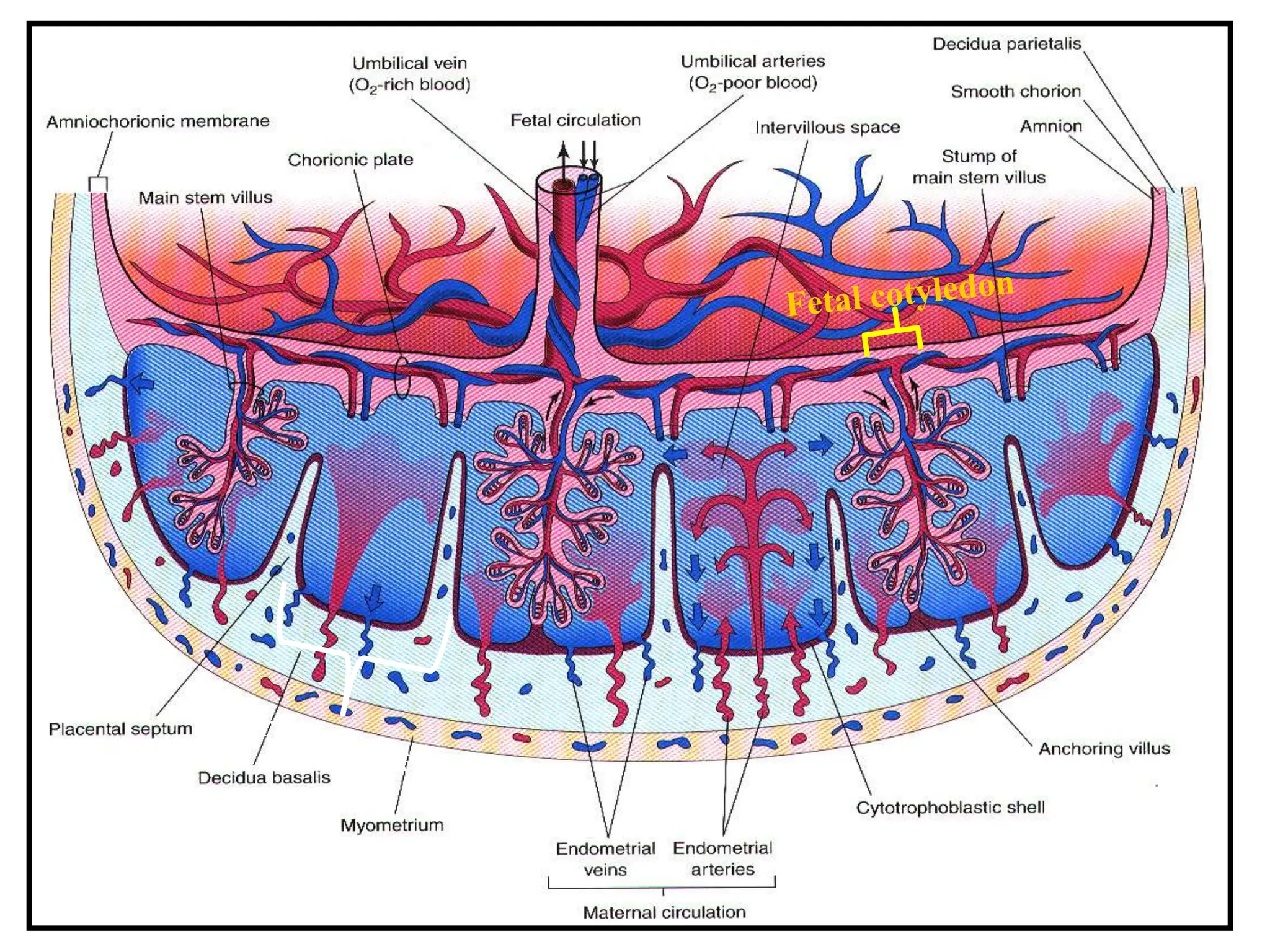 PLACENTA FORMATION,STRUCTURE, APPLIED IMPORTANCE.ppt