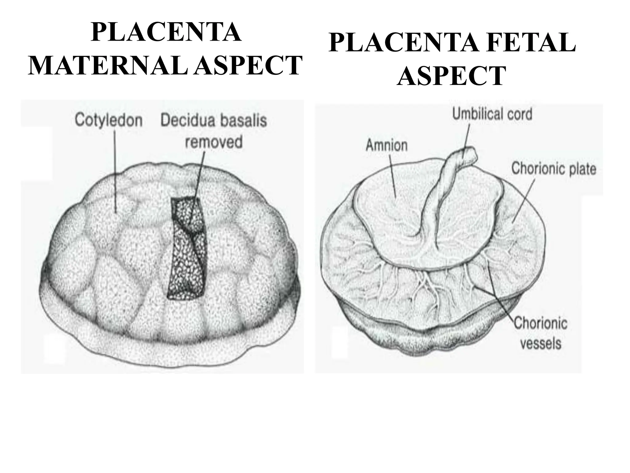 PLACENTA FORMATION,STRUCTURE, APPLIED IMPORTANCE.ppt
