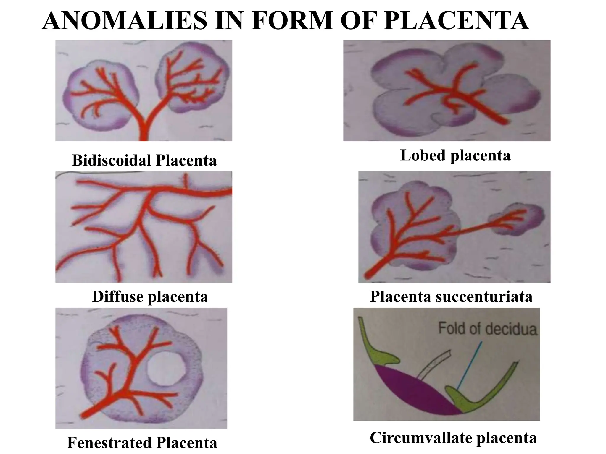 PLACENTA FORMATION,STRUCTURE, APPLIED IMPORTANCE.ppt