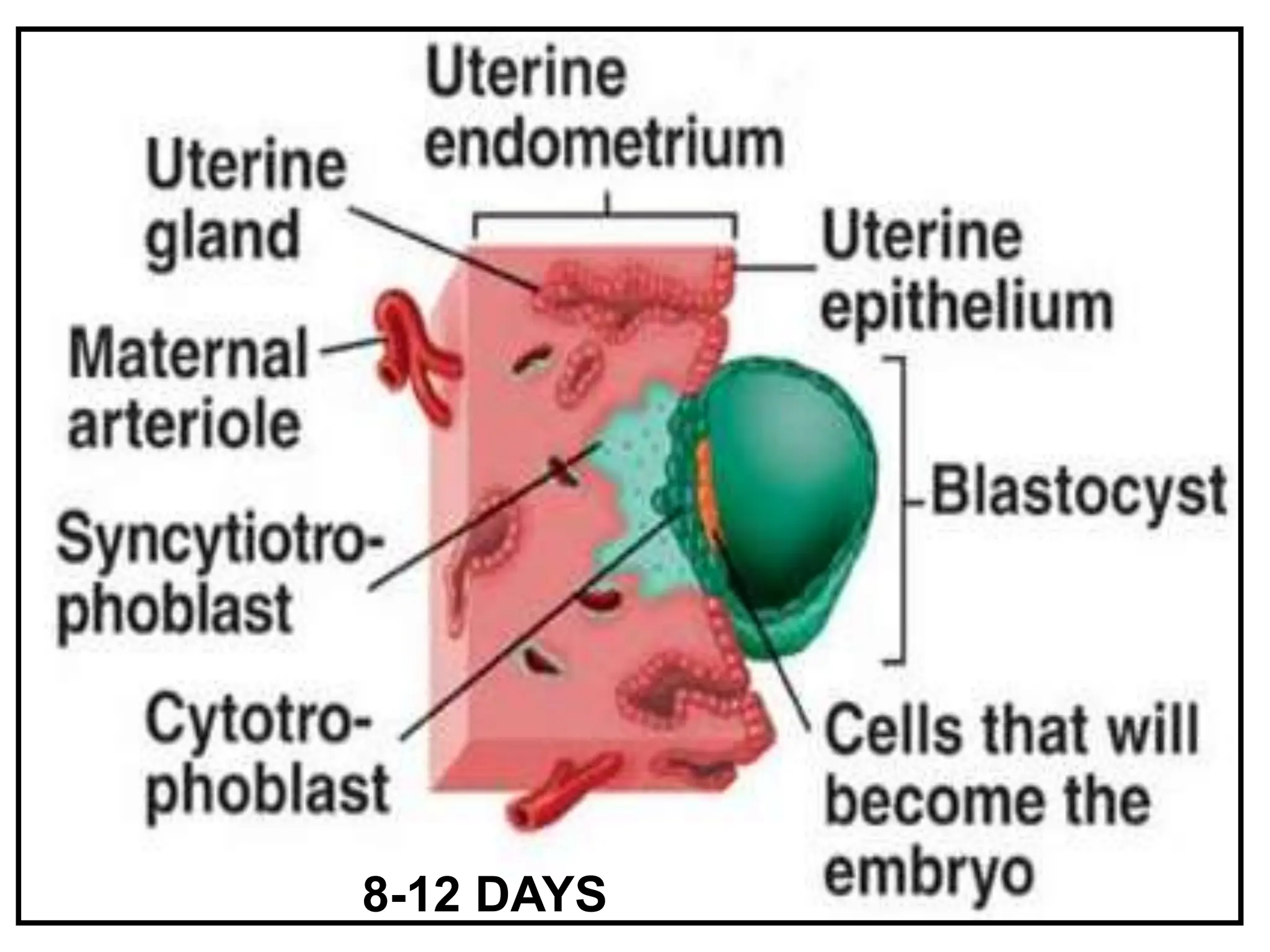 PLACENTA FORMATION,STRUCTURE, APPLIED IMPORTANCE.ppt
