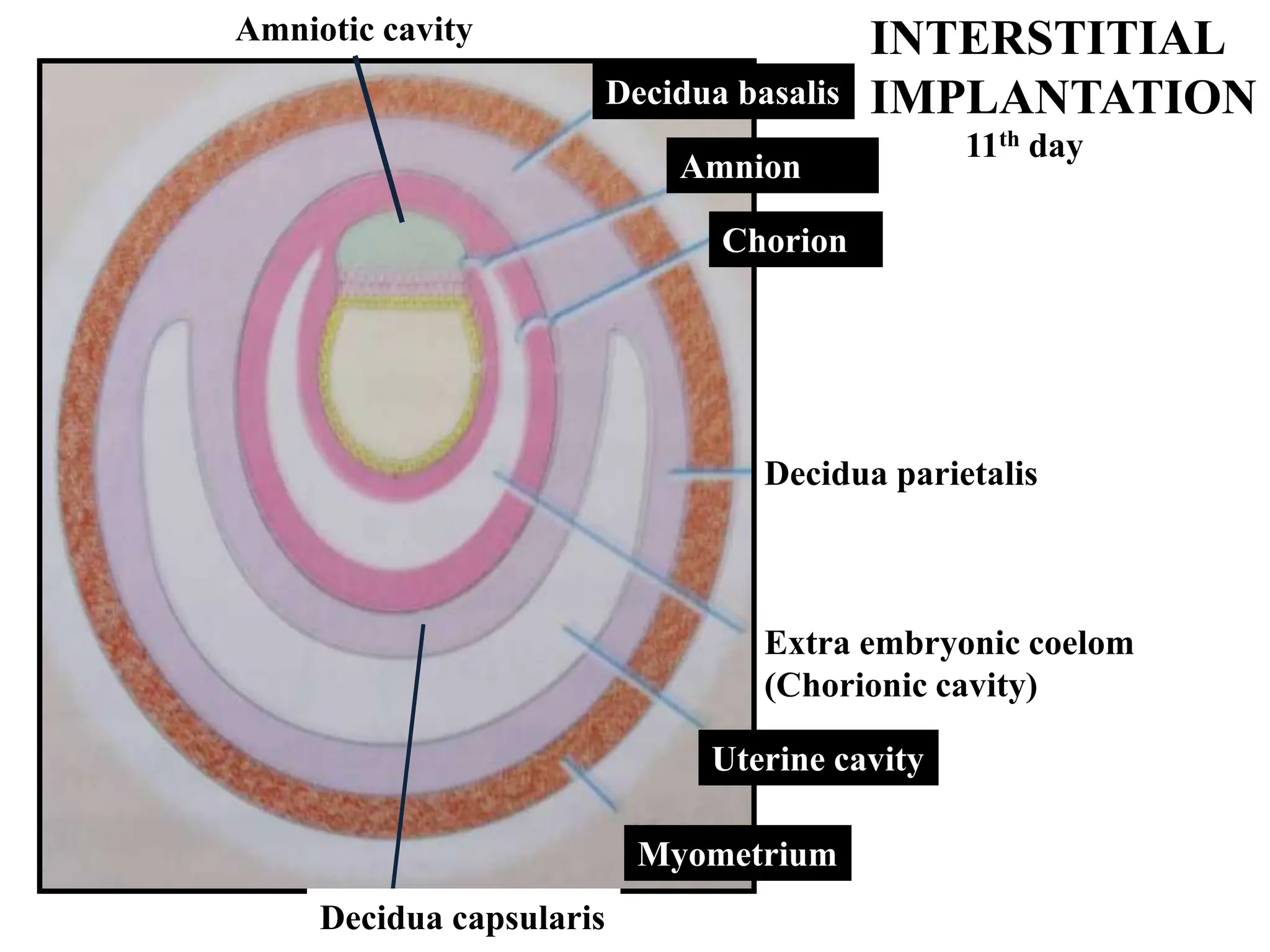 PLACENTA FORMATION,STRUCTURE, APPLIED IMPORTANCE.ppt