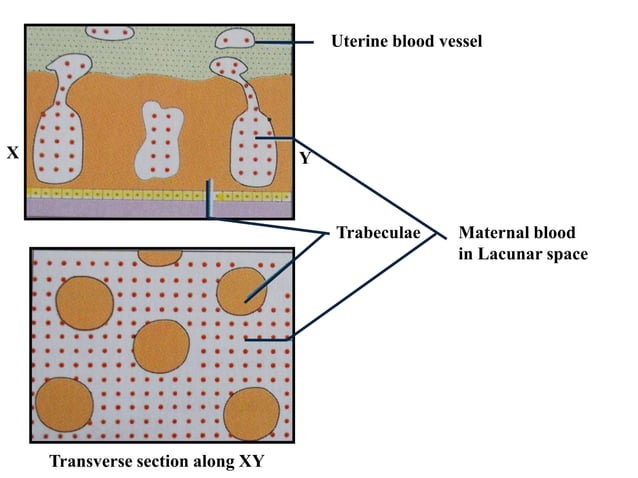 PLACENTA FORMATION,STRUCTURE, APPLIED IMPORTANCE.ppt