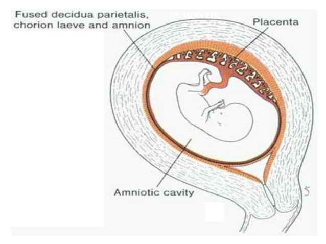 PLACENTA FORMATION,STRUCTURE, APPLIED IMPORTANCE.ppt