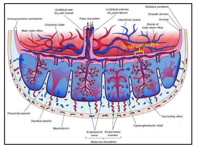 PLACENTA FORMATION,STRUCTURE, APPLIED IMPORTANCE.ppt