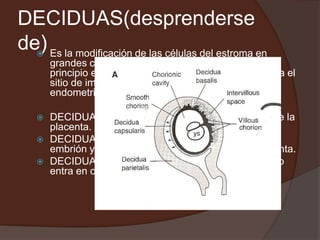 histología de placenta humana y glándula mamaria | PPTX
