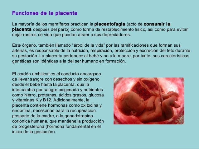 Beneficiosdecomerplacenta