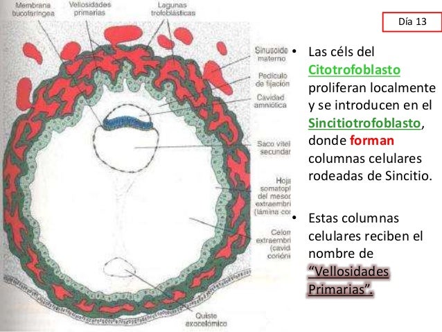 Placenta humana