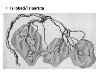 Placenta at term, abnormal placenta and functions of placenta | PDF